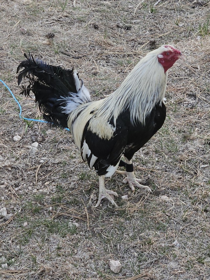 10+ Ibele Grey Gamefowl Gray Hatching Eggs chicken Gamefowl | eBay