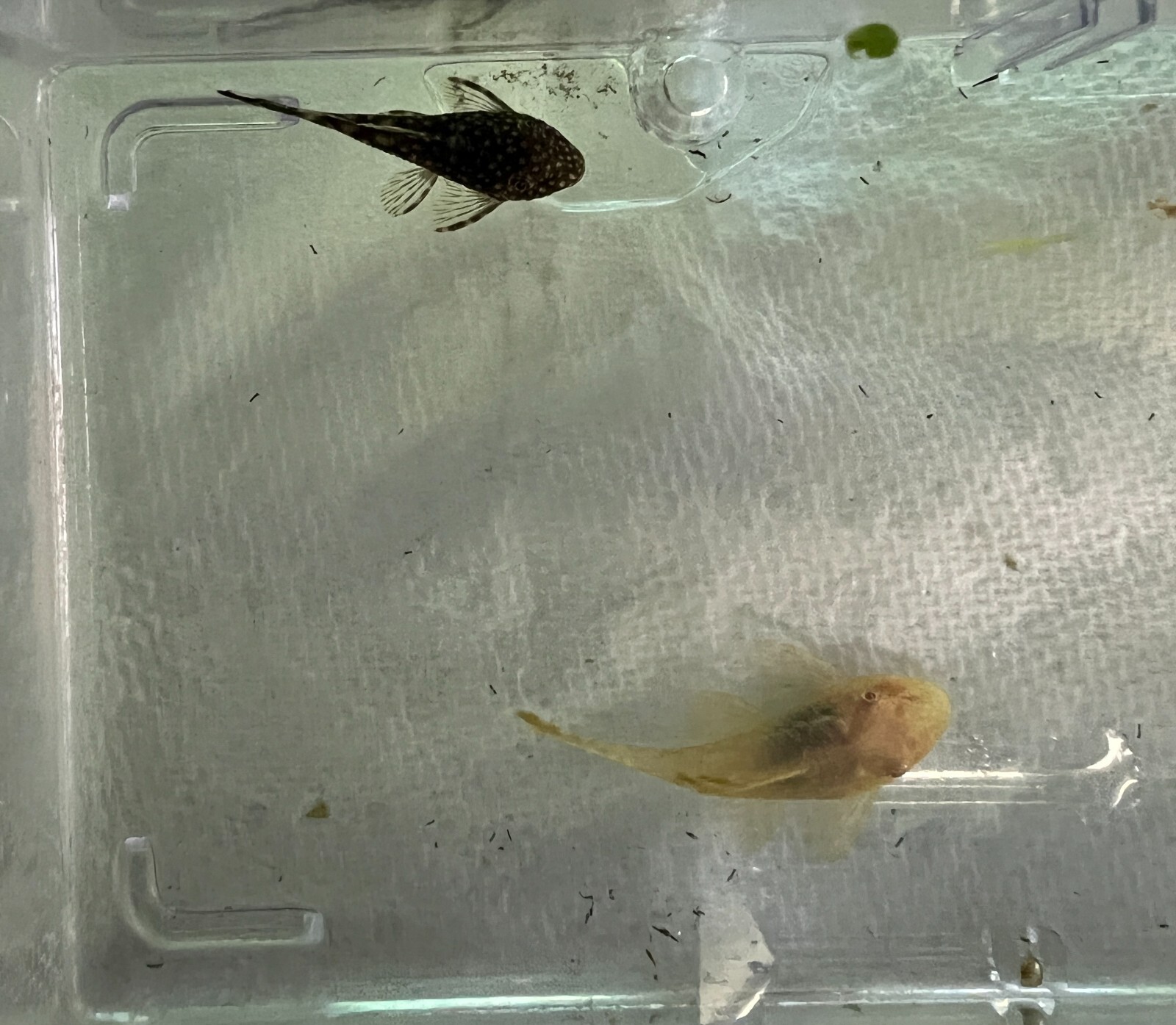 3x Chocolate bristlenose pleco .75-2 inch fish | eBay