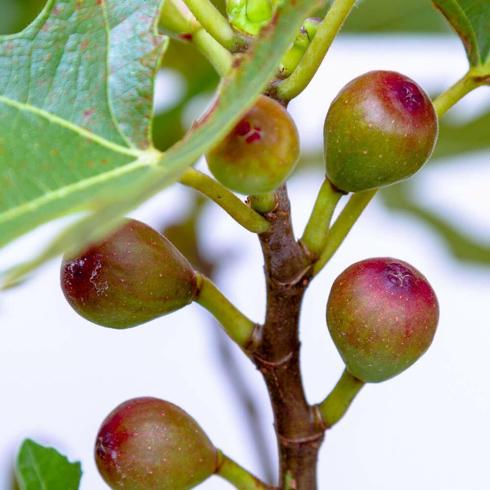 Dwarf Fig Tree Hardy Garden Plants Fruiting Little Miss Figgy 1 x 9cm ...