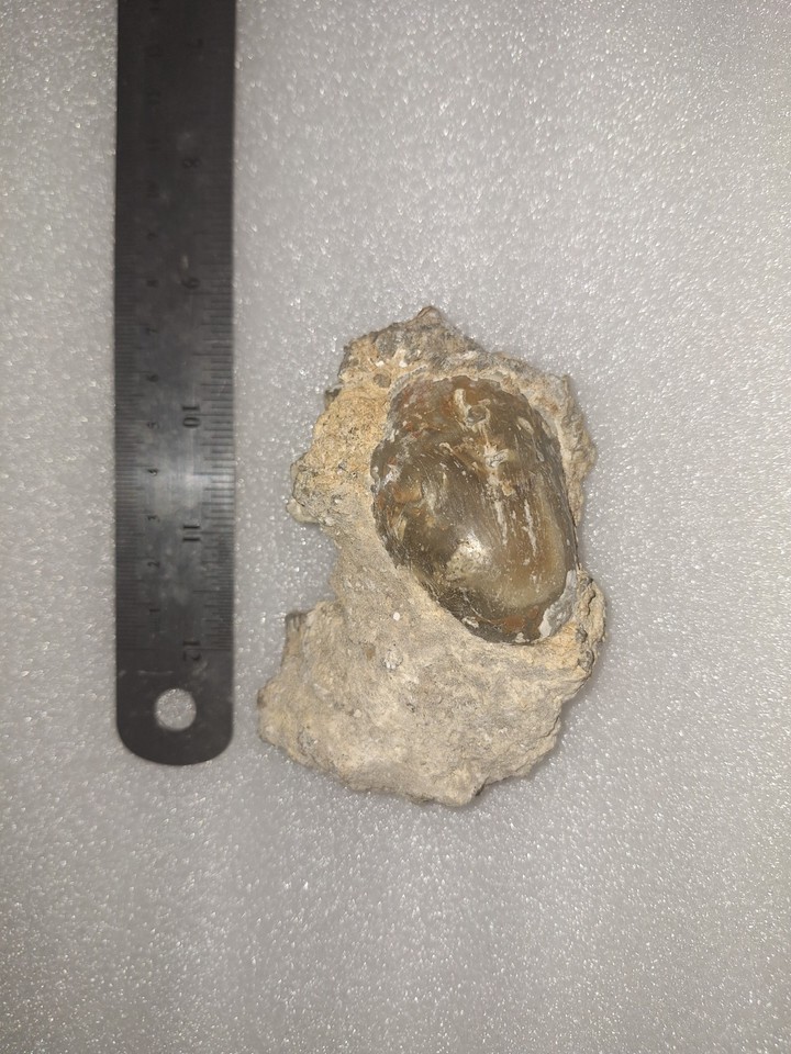 Slipper Shell Limpet Fossil In Matrix From FL UV Reactive! Crepidula ...