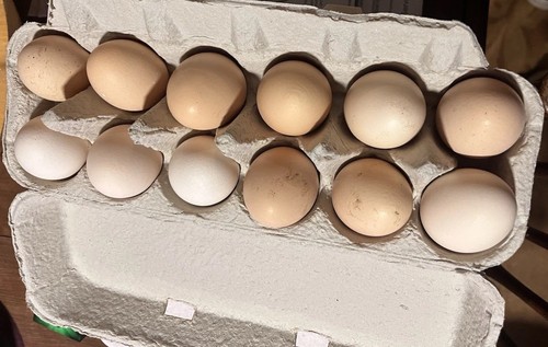 Golden buff hatching eggs | eBay