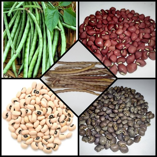 60+ Cowpea/ Chawli (Vigna unguiculata) Ceylon Seeds Red- White-Black | eBay