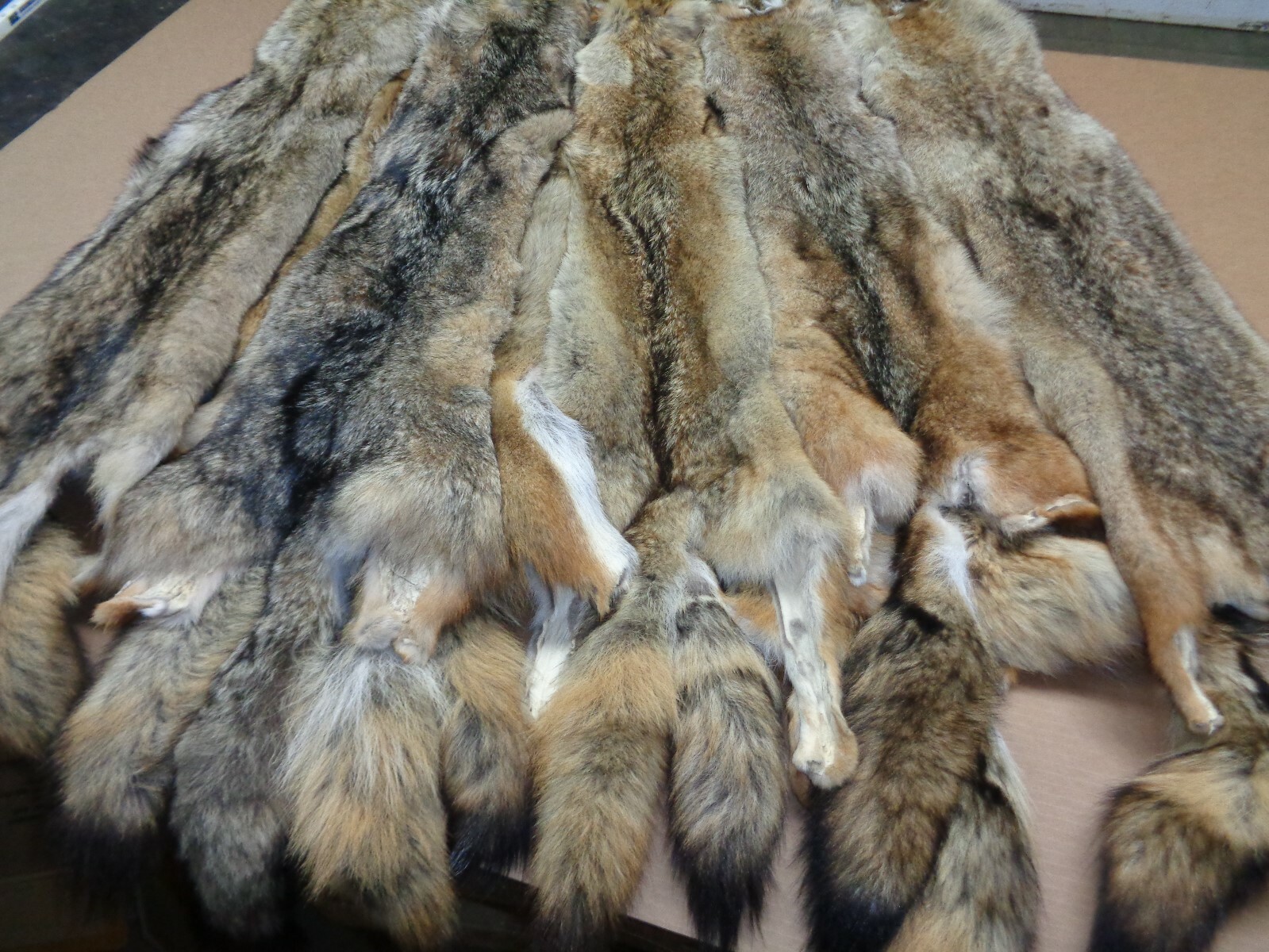 Tanned XXL/XL Semi-Heavy Coyote Hide #2 With Full Tail /Furs/Taxidermy ...