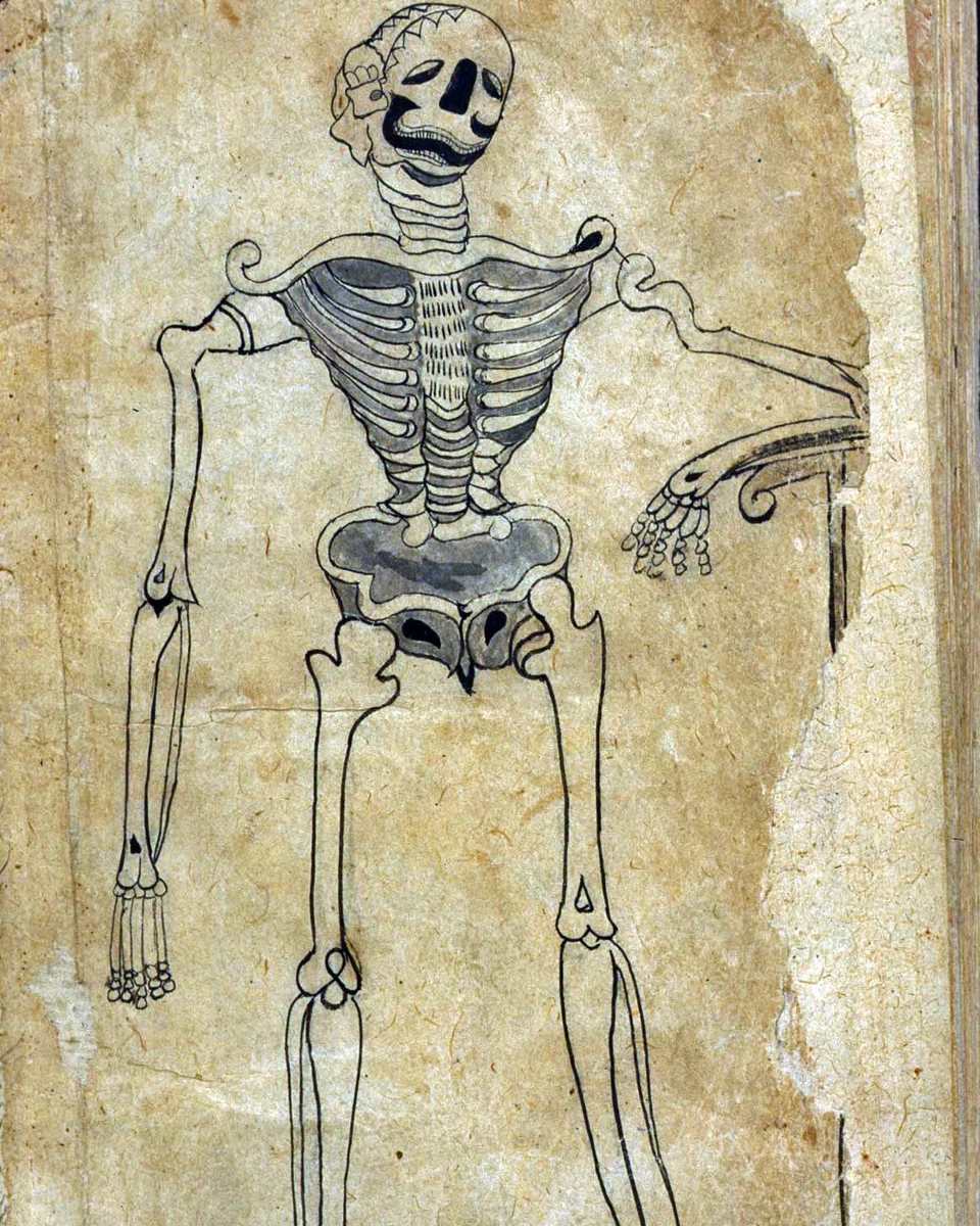 High Resolution Skeleton Drawing