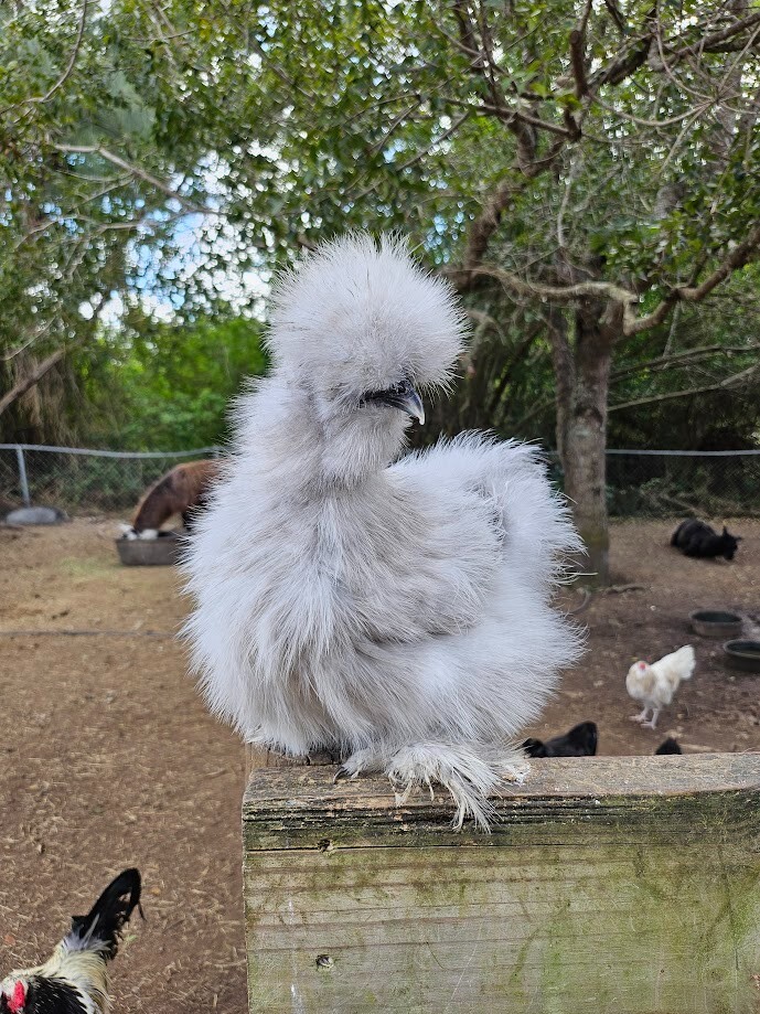 (6) RARE Self Blue / Lavender Silkie Hatching Eggs - Showgirls and ...