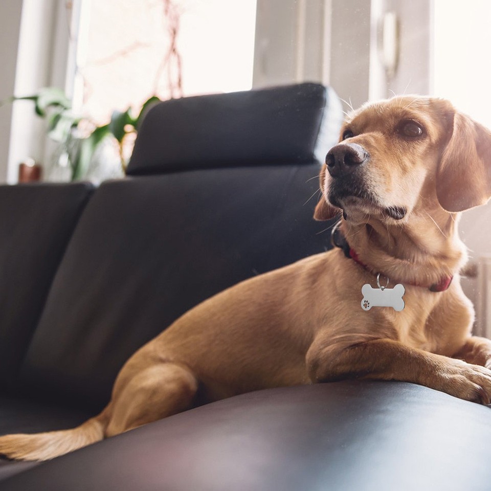 6pcs Bone Design Pet Dog Tags Dog Pets Collar Prevent Loss Pet Puppy ...