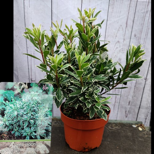 Evergreen Azalea Japonica Hot Shot Variegata 2 Litre Pot Garden Plant ...