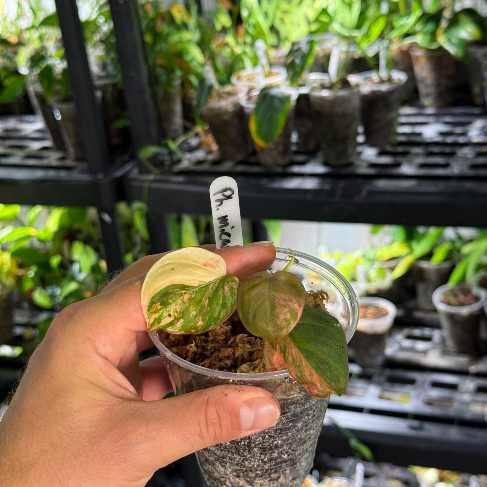 Philodendron 'micans pink / ferrari variegata' (Sale Sunday Auktion ...