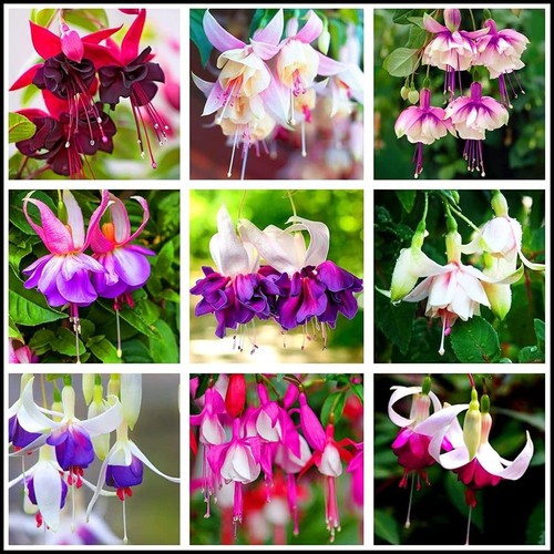 Mixed 100 Seeds Fuchsia Flower Perennial Home Bonsai Fuchsia1 | eBay