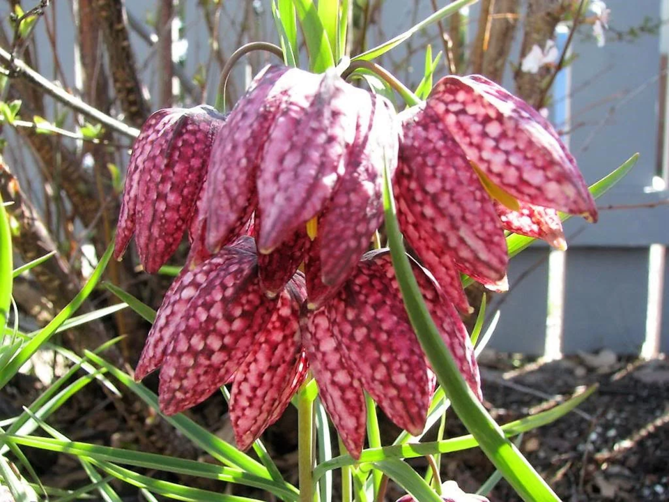10 CHECKER LILY Fritillaria Affinis Chocolate Mission Bells Flower ...