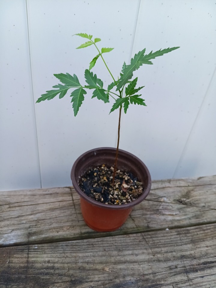 Neem Tree Azadirachta indica 5"- 7" Tall Live Plant | eBay