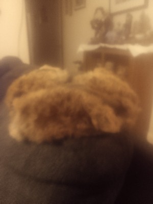 WW2 German rabbit fur hat. | eBay