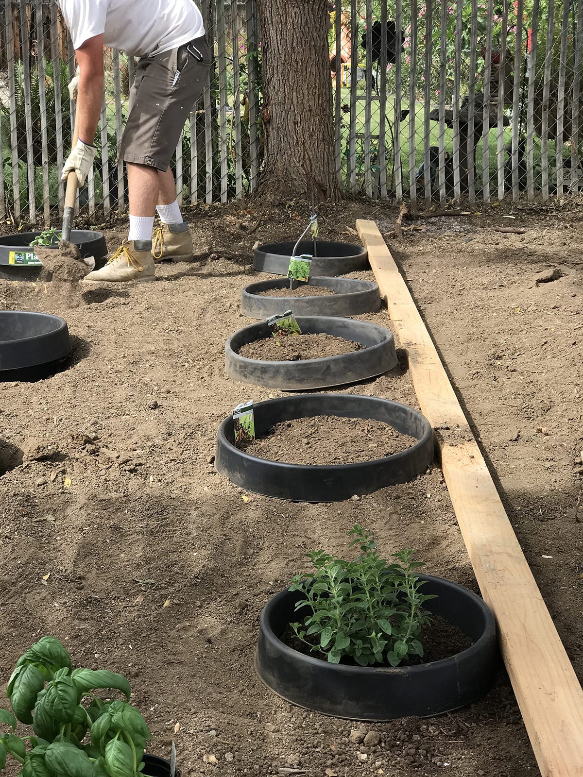 6 Pack of 16 in Planting Rings for Watering Plants and Vegetables ...