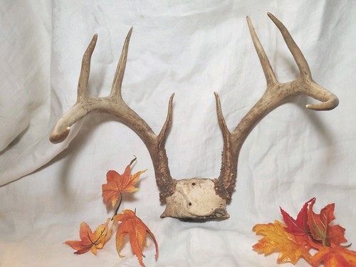 Old Buck Nice Dark 8 Point Whitetail Deer Part Skull Antlers 9 Inches ...