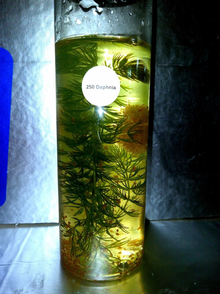 Daphnia+Moina mix Culture Starter Kit. Daphnia + Live Chlorella Starter ...