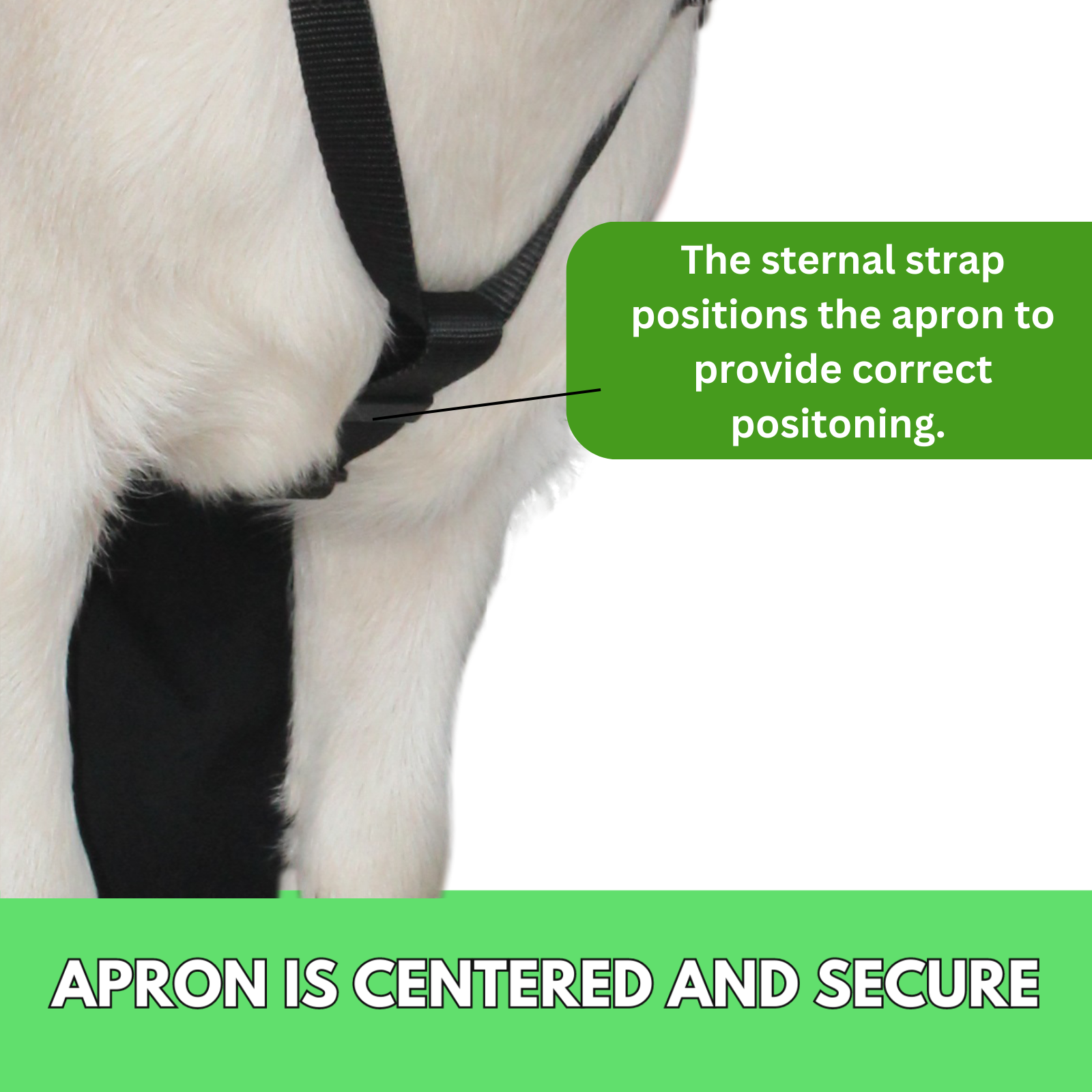 Anti Mating Anti Breeding OLOR Buck Apron™ with Harness - Goats/Sheep ...