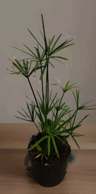 PAPYRUS POND PLANT Aquatic Pond Live Plant 30 Inches Tall | eBay