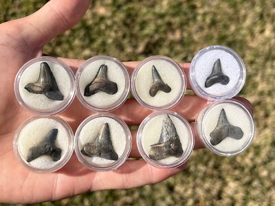 Cretoxyrhina Fossil Sharks Tooth in Case ONE PER PURCHASE Ginsu ...