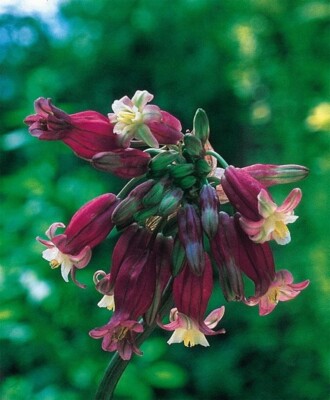 FIRECRACKER FLOWER BULBS ~DICHELOSTEMMA 'PINK DIAMOND' ~ PERENNIAL ...