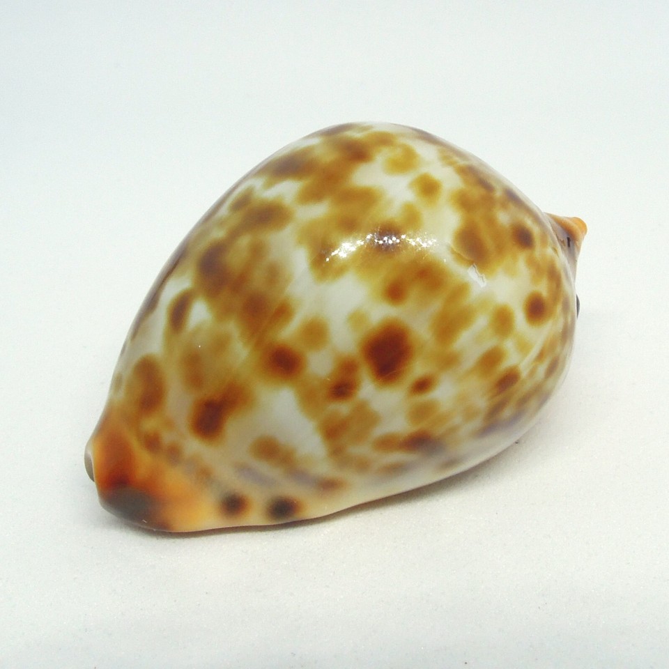 ZOILA ELUDENS STRICKLANDI ~ 41 mm – Cypraea - Rare Australian Cowrie ...