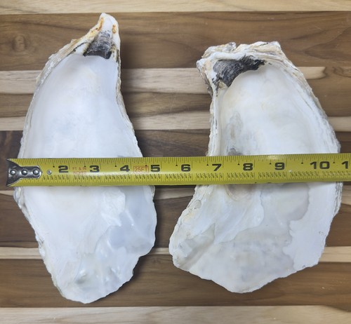 12 Oyster Shells Cup Side 7-9” Bulk Clean No Smell Art Jewelry Dish | eBay