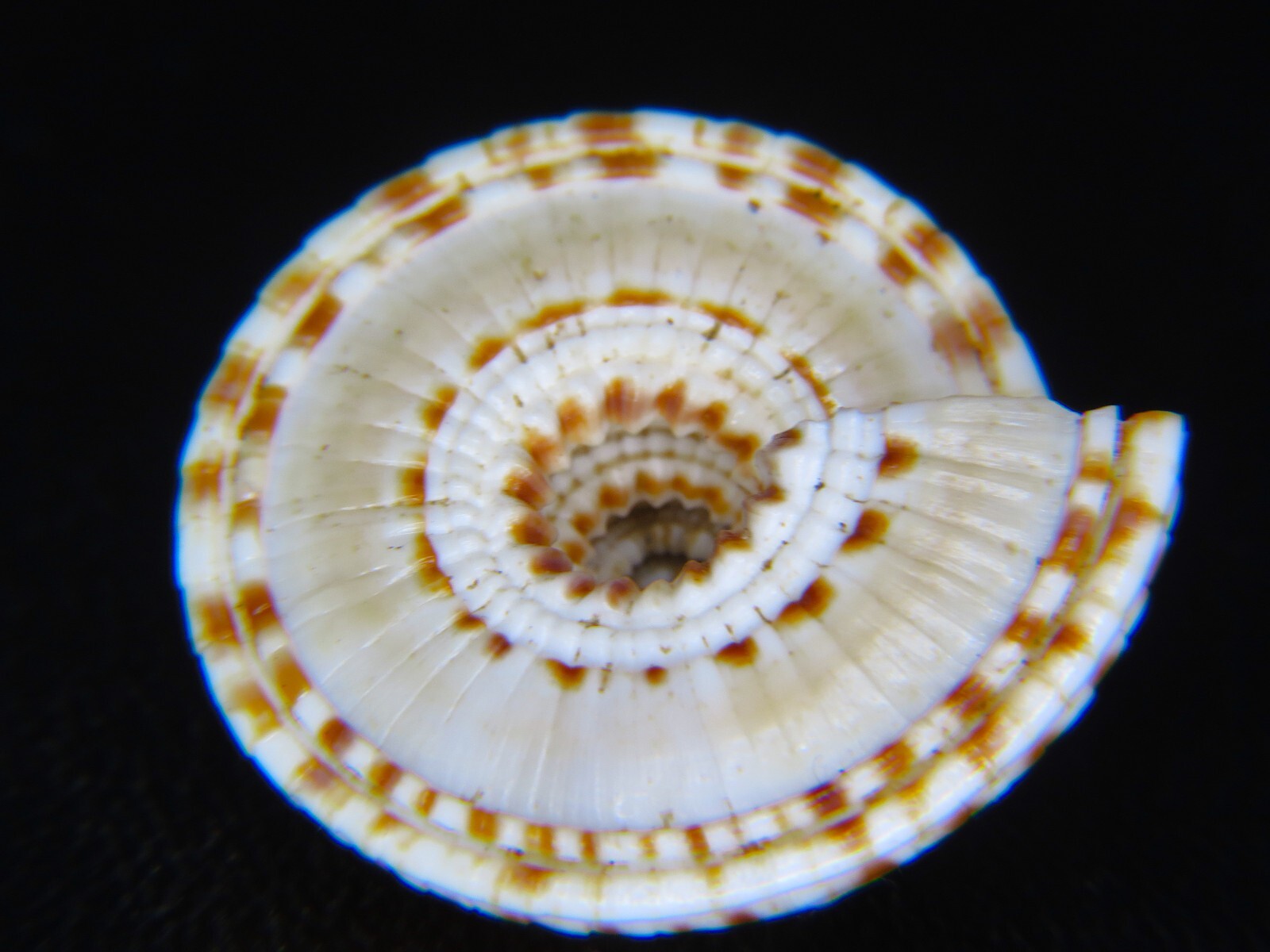 ARCHITECTONICA TROCHLEARIS: DARK COLORED SUNDIAL @ 27.1MM! | eBay