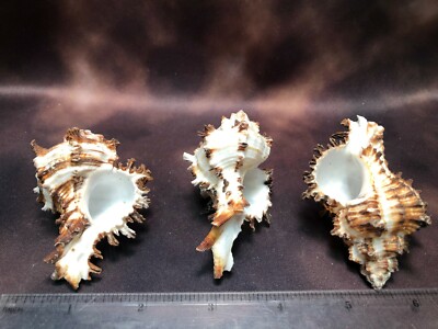 4 Conch Sea Shells Collection Set of 4 Striped Spiky Conch Beautiful ...