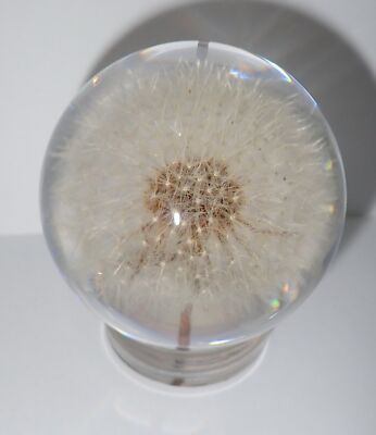 65 mm Sphere Mongolian Dandelion Plant Education Specimen with attached ...