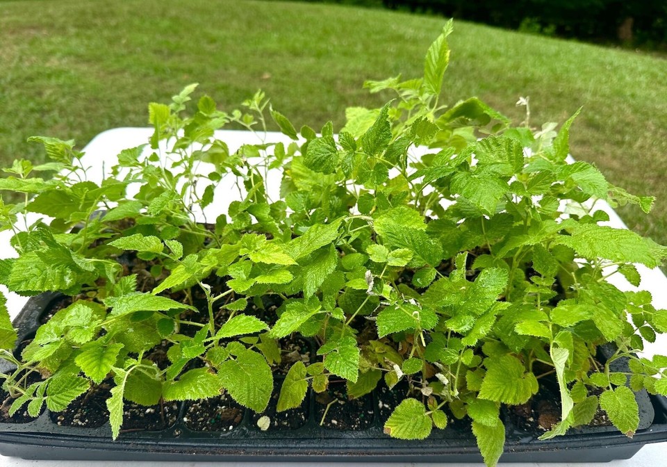 1 Black Raspberry Plant Mysore Rubus Niveus Bare Root Starter Plant ...