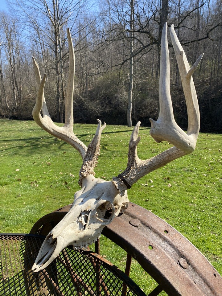 WICKED GIANT WHITETAIL DEER SKULL RACK ANTLERS DISPLAY TAXIDERMY #112 ...