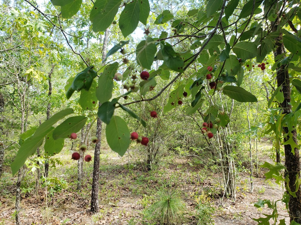 Serviceberry | 15 Seeds | Amelanchier Arborea | Juneberry | Florida ...