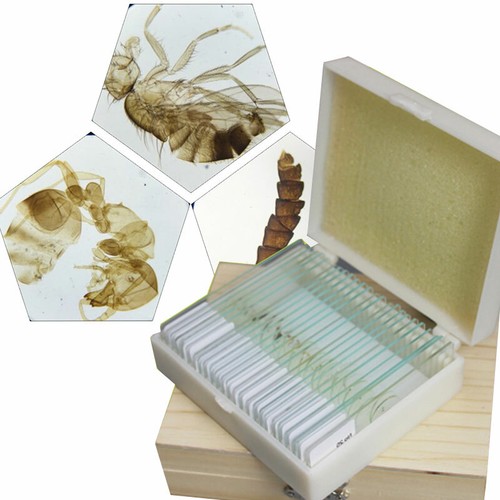 Insects Mosquito Prepared Microscope Glass Slides Set f Lab Biology ...