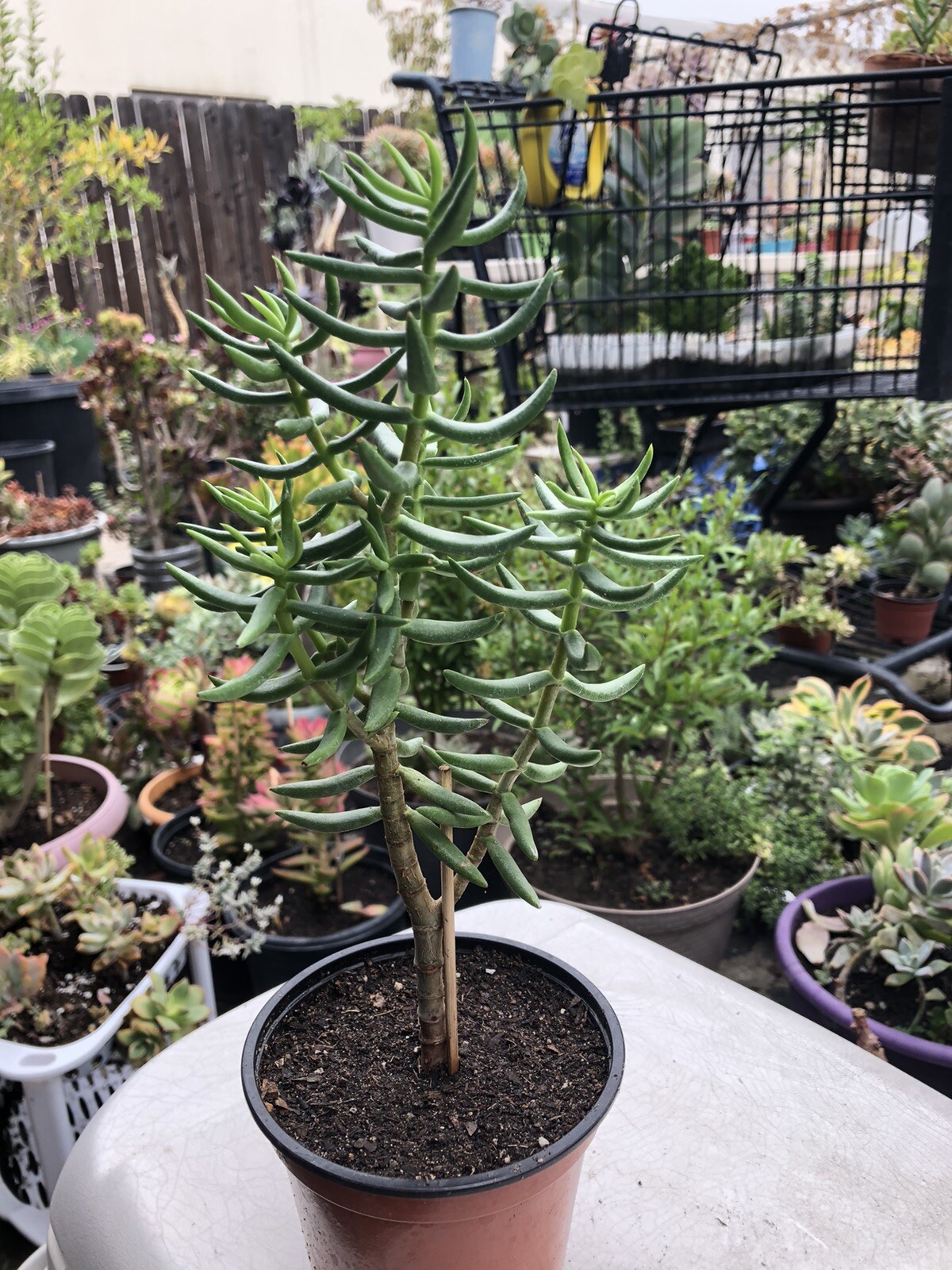 6” + Live Plant Crassula Tetragona Mini Pine Tree | eBay