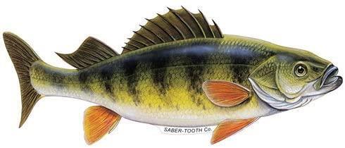 Sabertooth Fish Decal | eBay