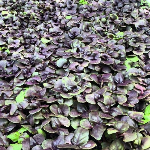 Microgreen Seeds Basil Dark Opal Micro Herb Basil Dark Opal Seeds x ...