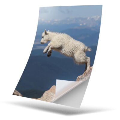 1 x Vinyl Sticker A4 - Jumping Baby Goat Animal #14440 | eBay UK