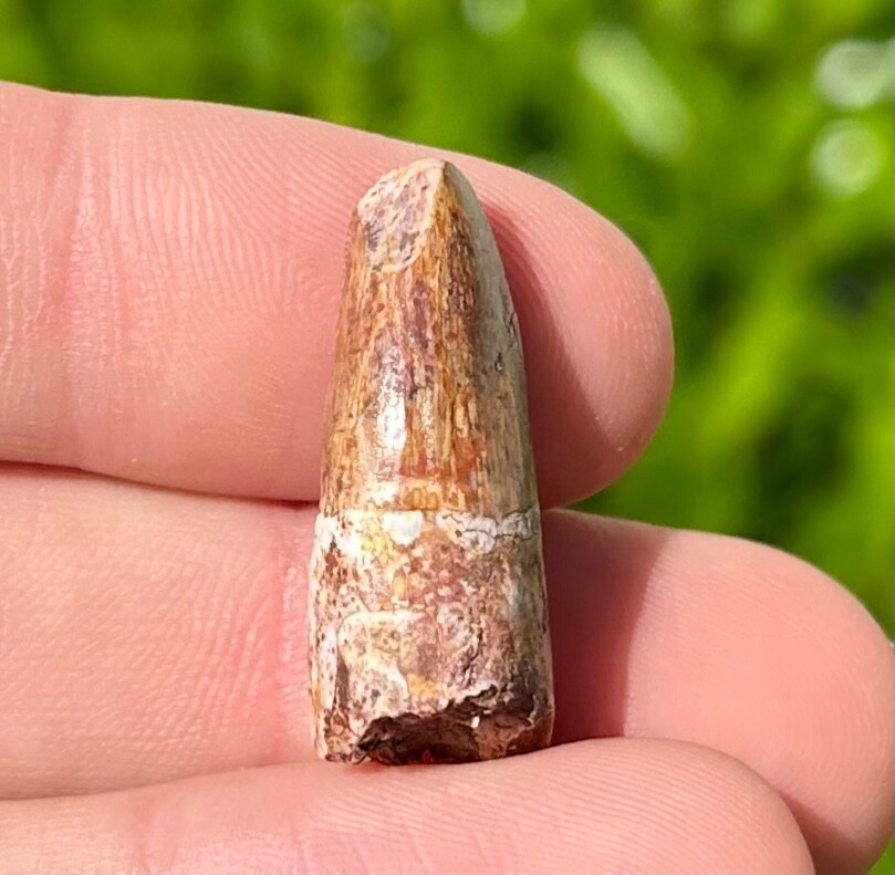 ROOTED Fossil Phytosaur Tooth Redondasaurus Triassic Dinosaur Tooth New ...