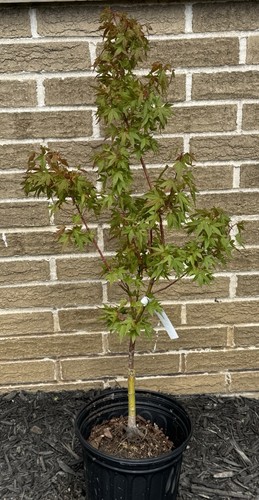 Acer Palmatum - Ryuzu - Japanese Maple | eBay