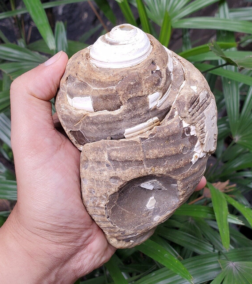 1001Gr Natural Rough Gastropod Sea Shell Fossil Mollusca | eBay