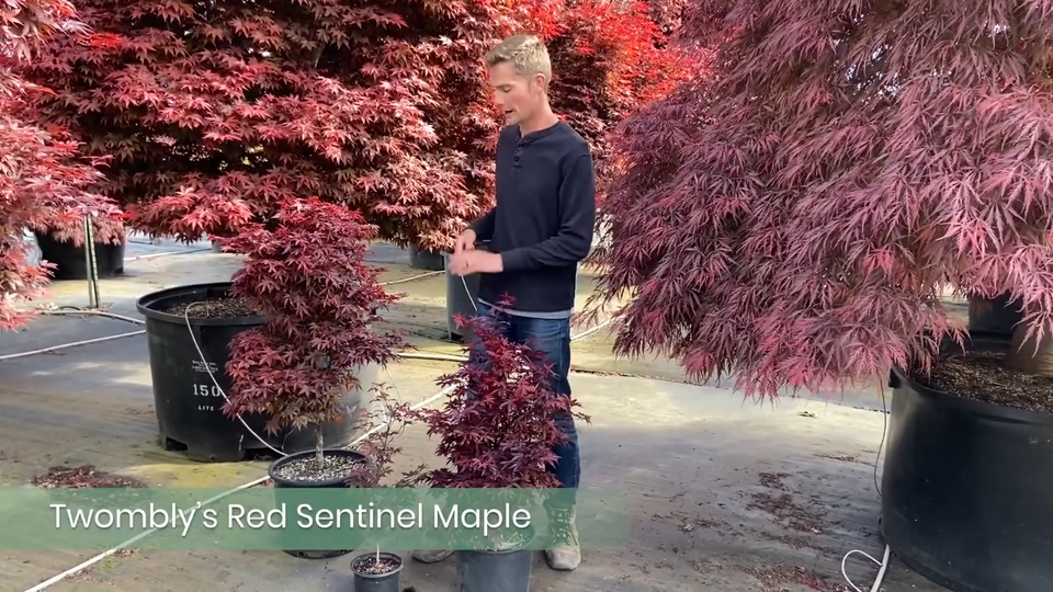 Acer palmatum 'Twombly's Red Sentinel' - Japanese Maple *Live Plant | eBay