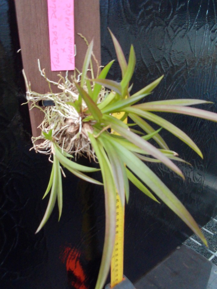 Tolumnia Orchid Deb's Delight X Hawaiian Magic | eBay Australia