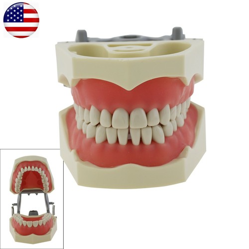 Fit Columbia 860 Dentoform Dental Typodont Model 32 Removable Teeth ...