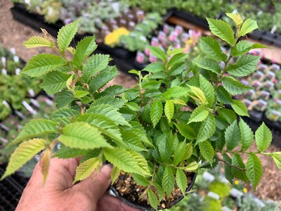 Ulmus 'Jacqueline Hillier' dwarf Elm Tree, Bonsai Starter in 9cm pot ...