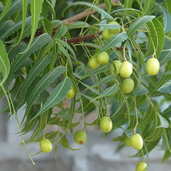 Neem Leaves Azadirachtin, A Plant Product From Neem Tree Azadirachta ...