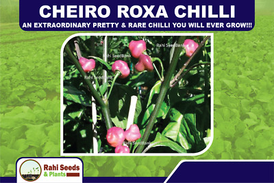 Cheiro Roxa Chilli - An Extraordinary Pretty & Rare Chilli You Will ...