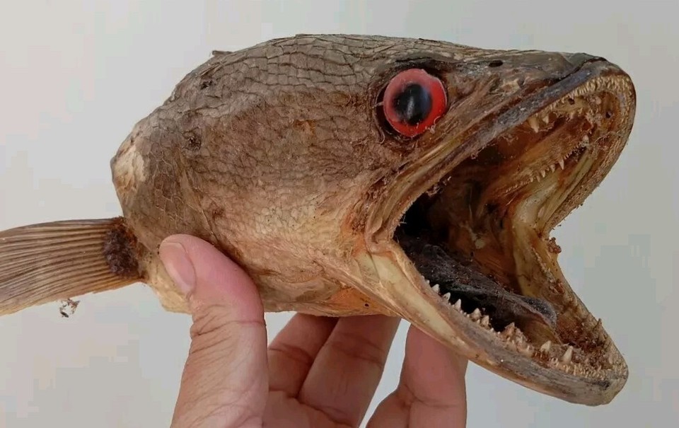 Real Genuine Giant Snakehead Fish Skull Taxidermy Mount Tooth Skeleton ...