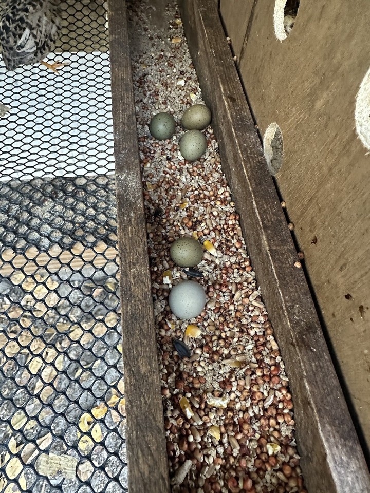 16 Button Quail Hatching Eggs(Chinese Painted Quail) | eBay