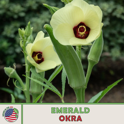 100 Emerald Okra Seeds, Heirloom, Open-Pollinated, Non-GMO, Genuine USA ...