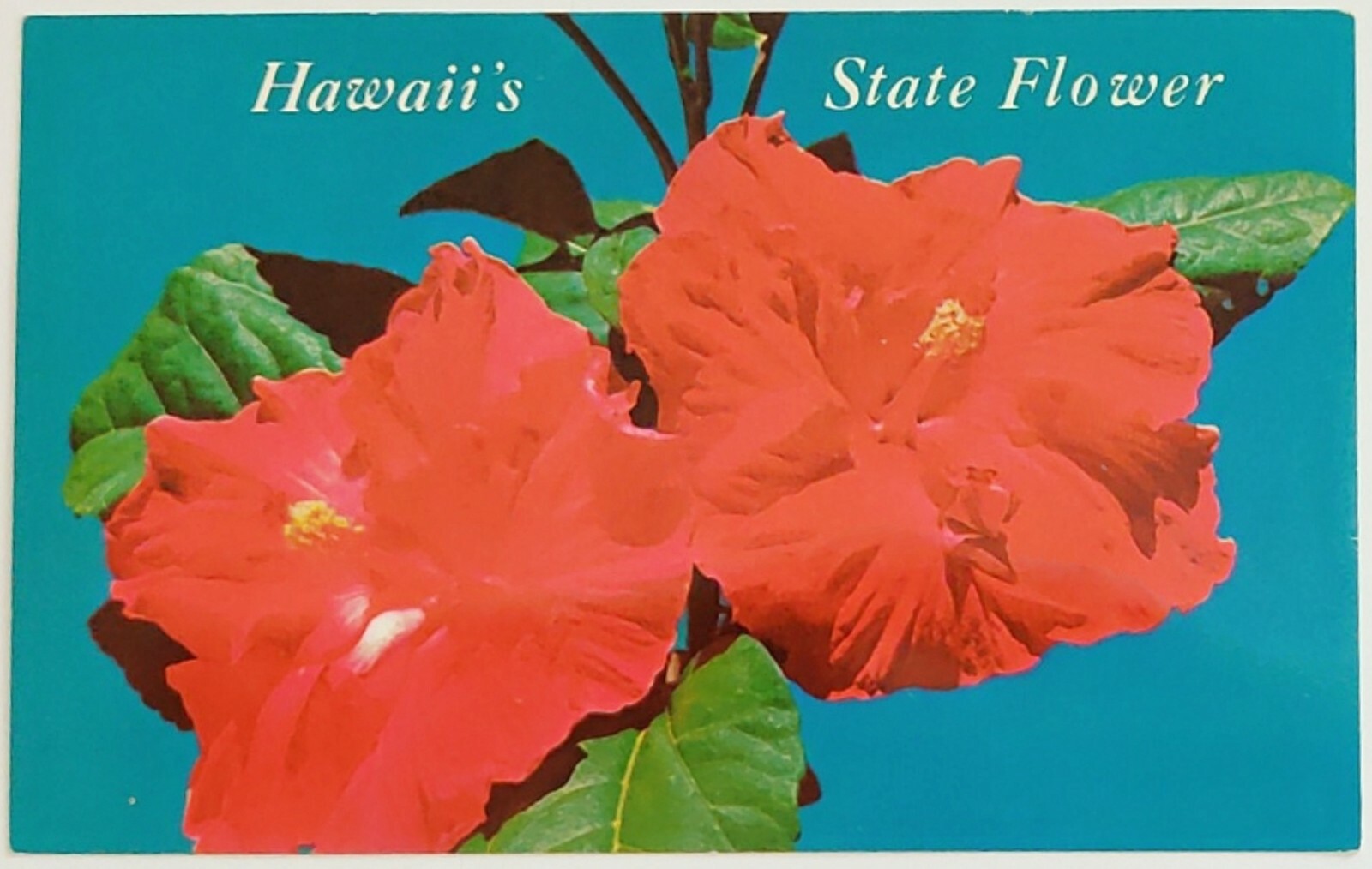 Hawaii's State Flower Red Hibiscus Postcard | eBay