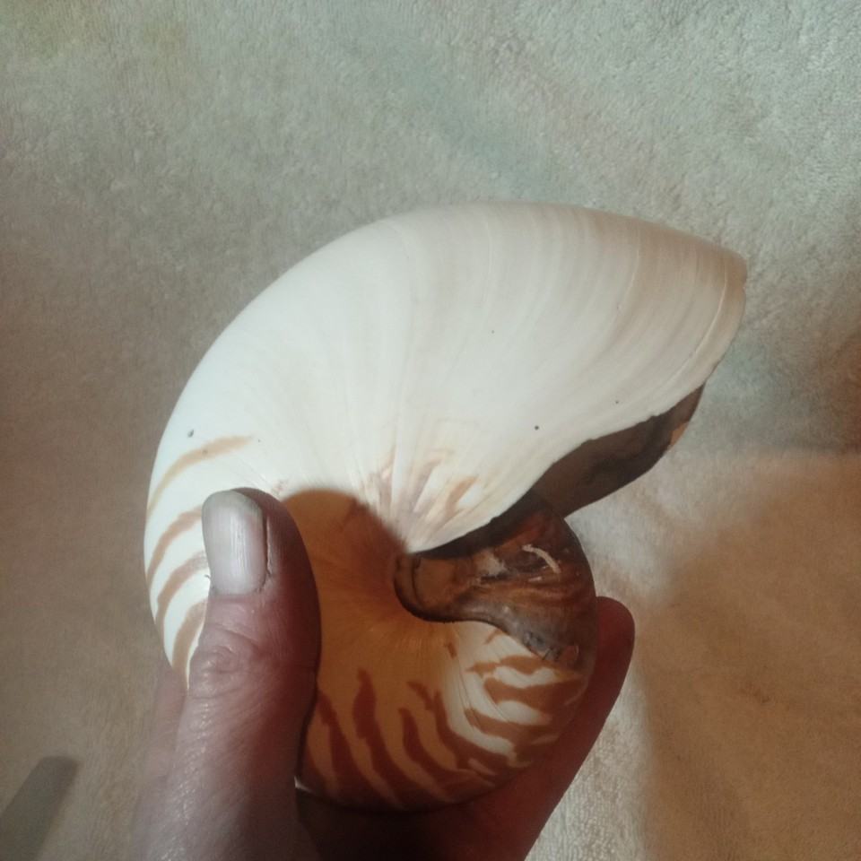 Real Tiger Chambered Nautilus Shell Natural Brown Rare Real Seashell 6 ...